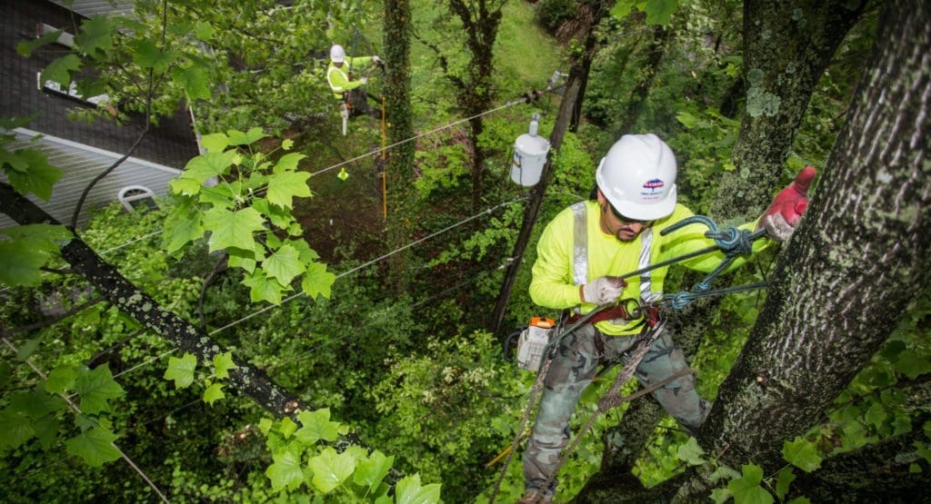 Vegetation Management | Piedmont Electric
