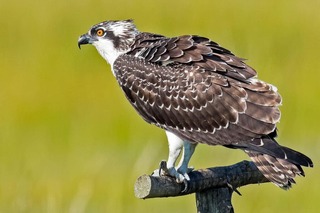 Osprey nest relocation protects power, wildlife near Hyco Lake ...